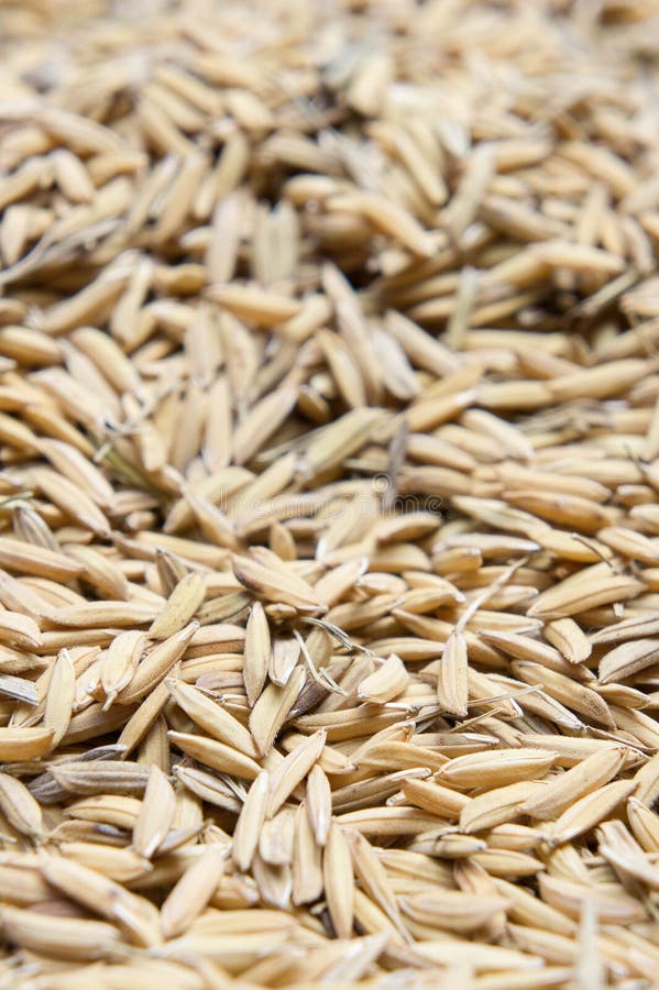 Paddy Rice, Paddy Rice Has Not Shell Out. Stock Photo - Image of grain ...