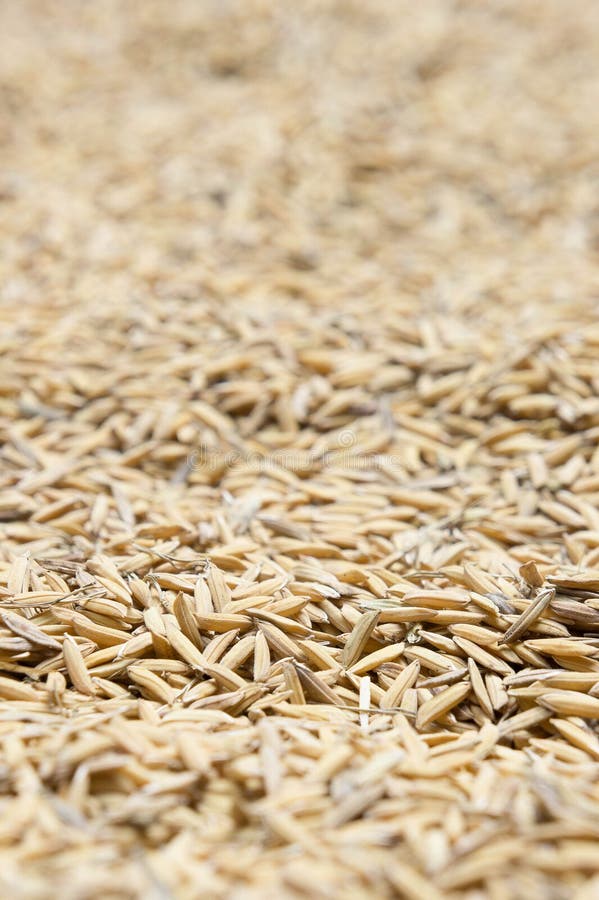 Paddy Rice, Paddy Rice Has Not Shell Out. Stock Image - Image of close ...