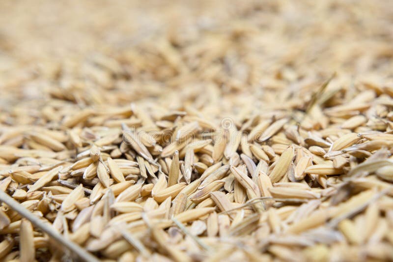 Paddy Rice, Paddy Rice Has Not Shell Out. Stock Photo - Image of food ...