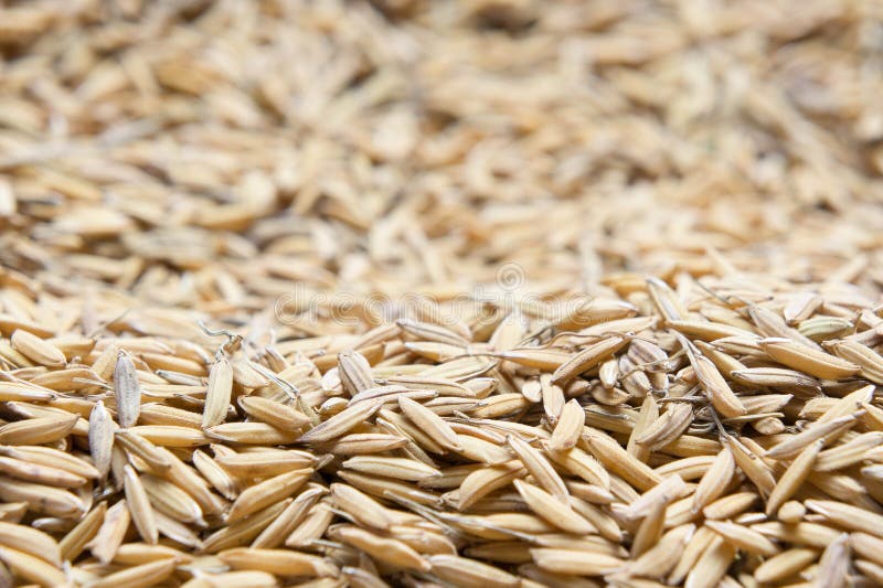 Paddy Rice, Paddy Rice Has Not Shell Out. Stock Image - Image of ...