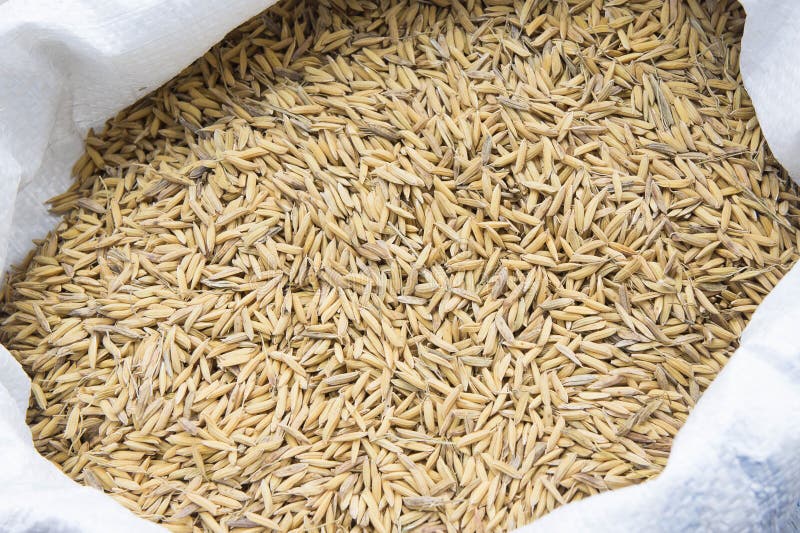 Paddy Rice, Paddy Rice Has Not Shell Out. Stock Photo - Image of growth ...