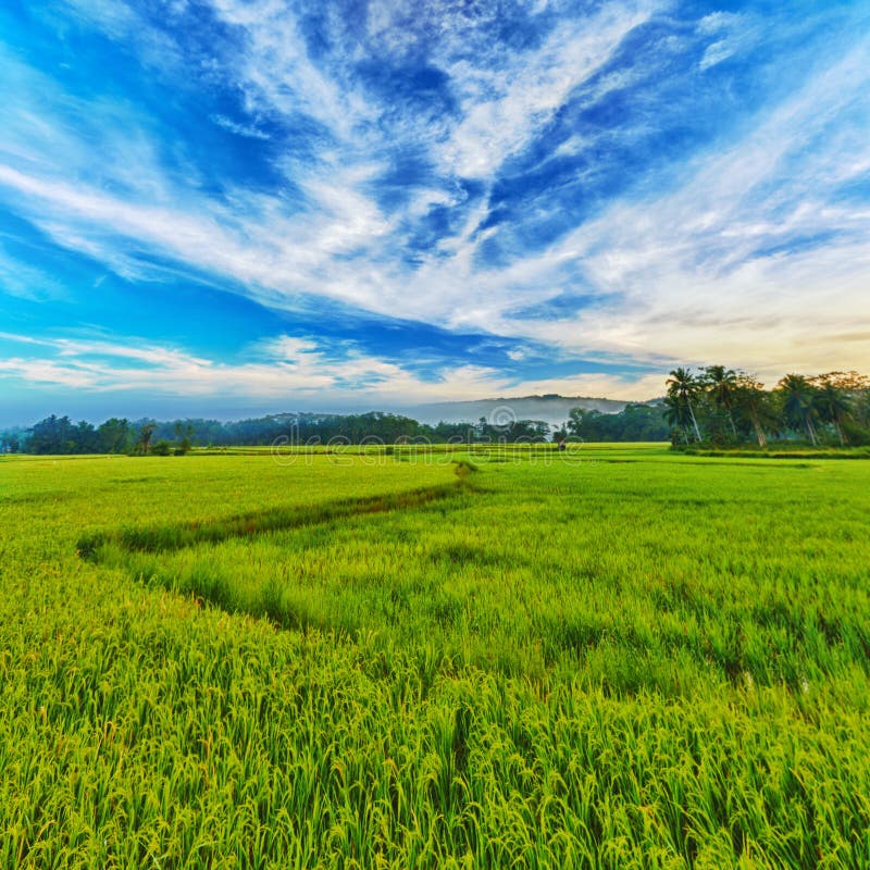 Paddy rice panorama stock photo. Image of country, landscape - 18859474