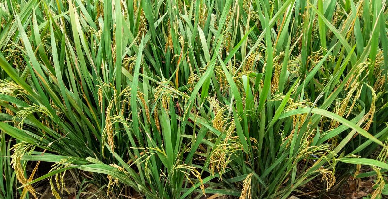 Paddy rice plant stock image. Image of leaf, crop, grass - 227487477