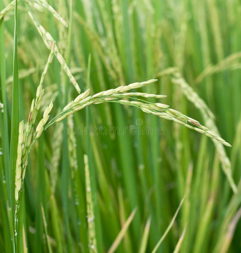 Paddy rice plant stock photo. Image of food, farm, field - 24604330