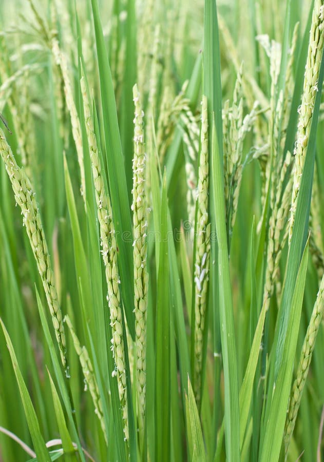 Paddy rice plant stock photo. Image of food, leaves, leaf - 24607340
