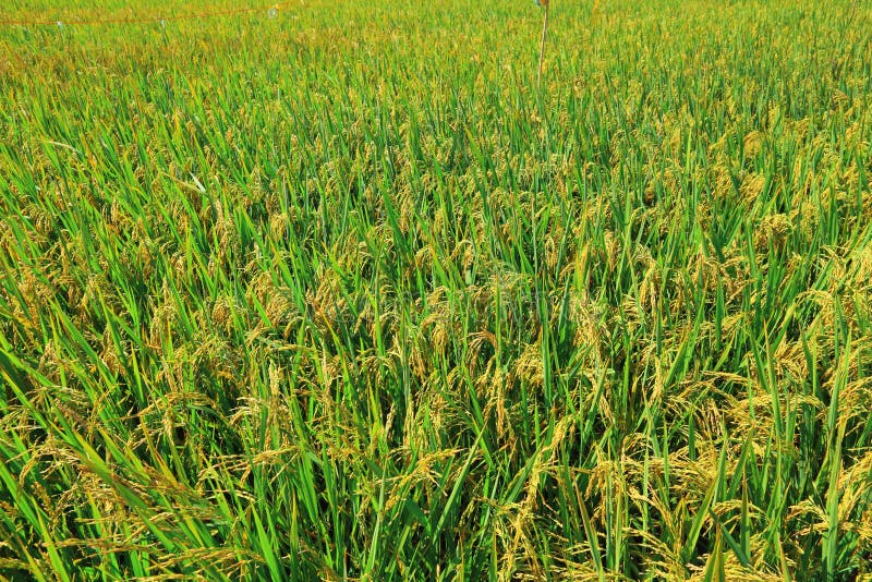 Paddy rice plant field stock image. Image of meadow, harvest - 37957217