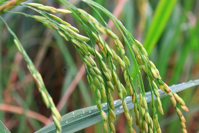 Paddy Rice, Rice Plant, Rice Grain Stock Image - Image of crop ...