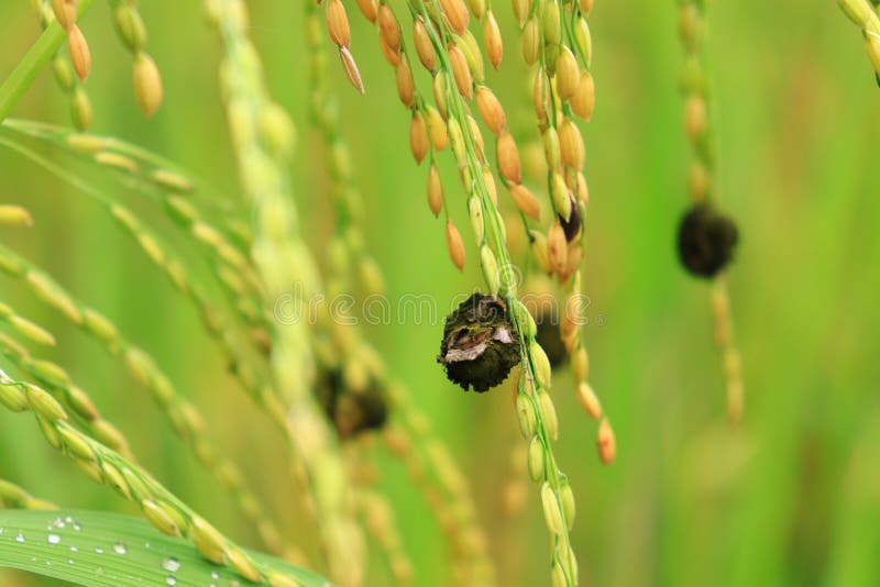 Paddy Field, Rice Plant, Rice Field, Green Paddy Field, Bunches of ...