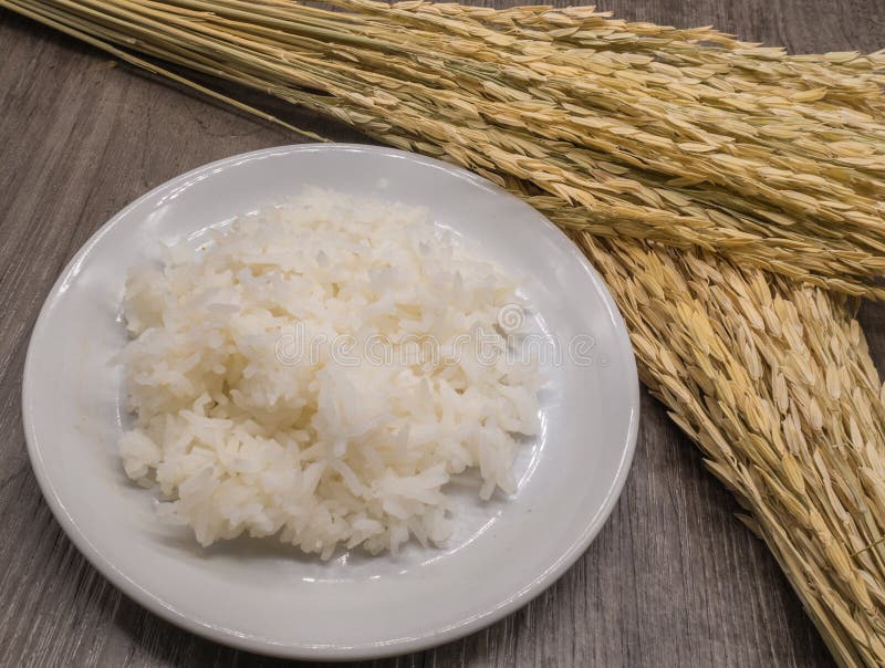 Paddy Rice Plant on Grey Wooden Backgronud Stock Image - Image of grain ...