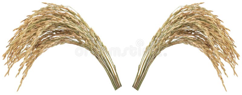 Paddy Rice Isolated on White Background Stock Image - Image of field ...