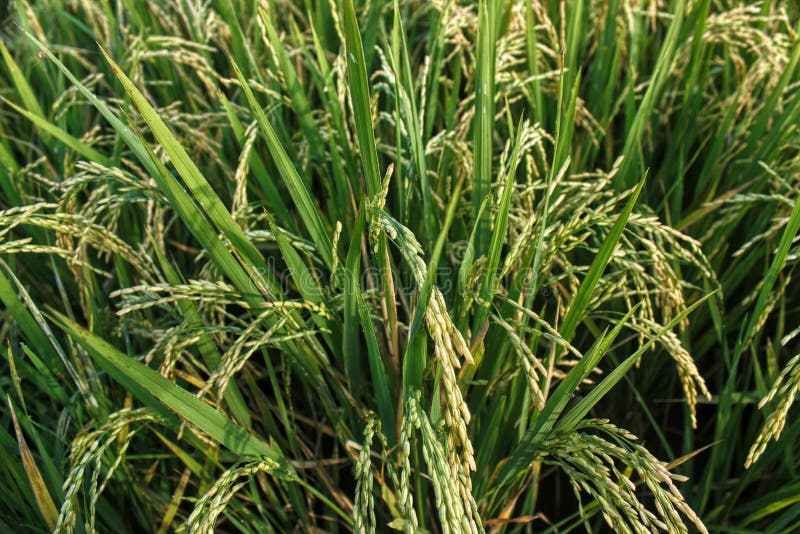 Subaim Indonesia Stock Photos - Free & Royalty-Free Stock Photos from ...