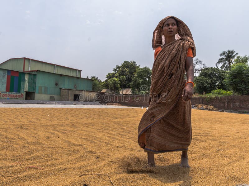 Paddy Rice Processing Worker of Bangladesh Editorial Stock Photo ...