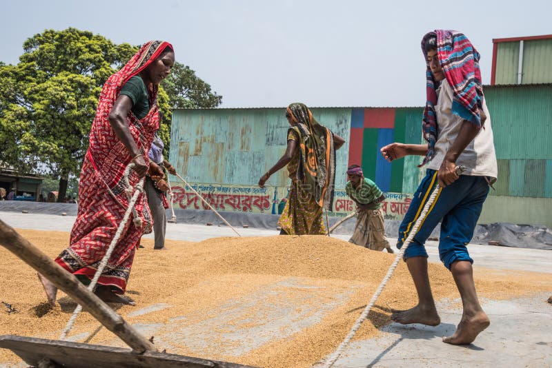 Paddy Rice Processing Worker of Bangladesh Editorial Photography ...