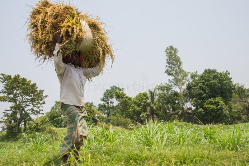 Paddy Rice Processing Worker of Bangladesh Editorial Stock Photo ...