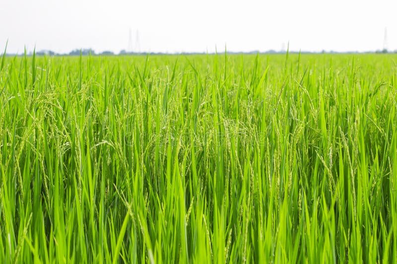 Paddy Rice , Rice Plant in Field and Drops of Rain Water Stock Image ...