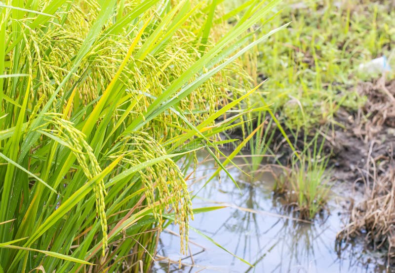 Paddy Rice , Rice Plant in Field and Drops of Rain Water Stock Image ...