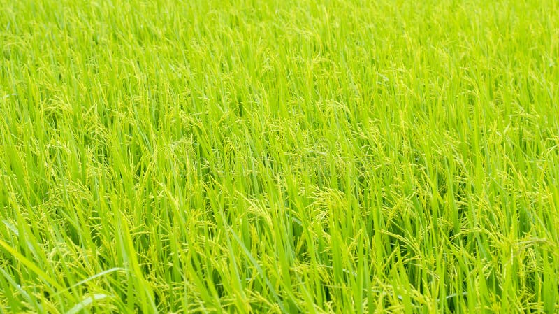 Paddy Rice , Rice Plant in Field and Drops of Rain Water Stock Image ...