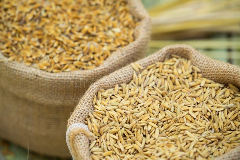 Paddy rice in sac stock image. Image of harvest, asia - 122123837