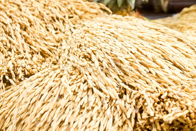 Paddy rice seed stock photo. Image of plant, seed, organic - 59170910