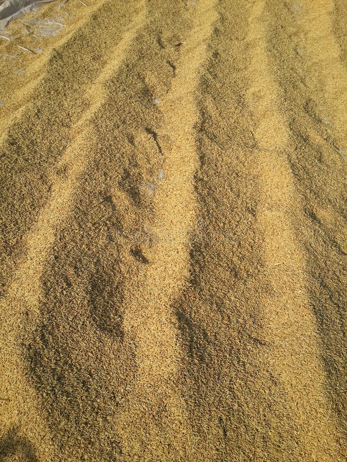 Paddy rice seed stock image. Image of agriculture, food - 72574147