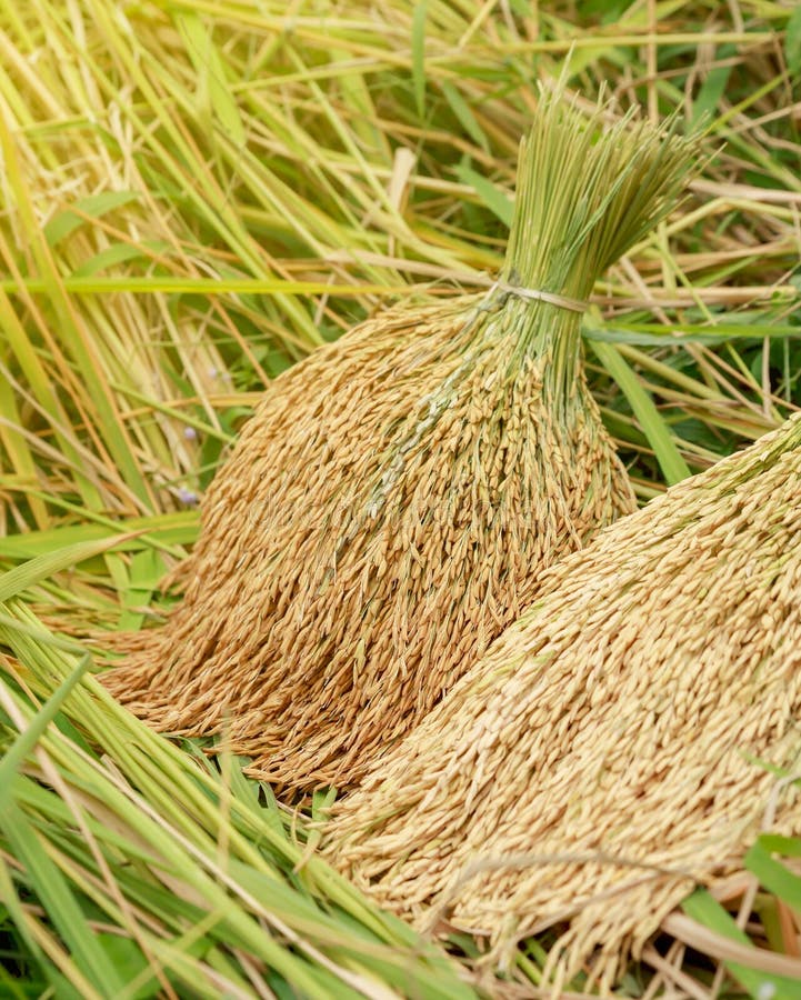 Paddy Rice Seed in Rice Field. Thailand Stock Image - Image of asian ...