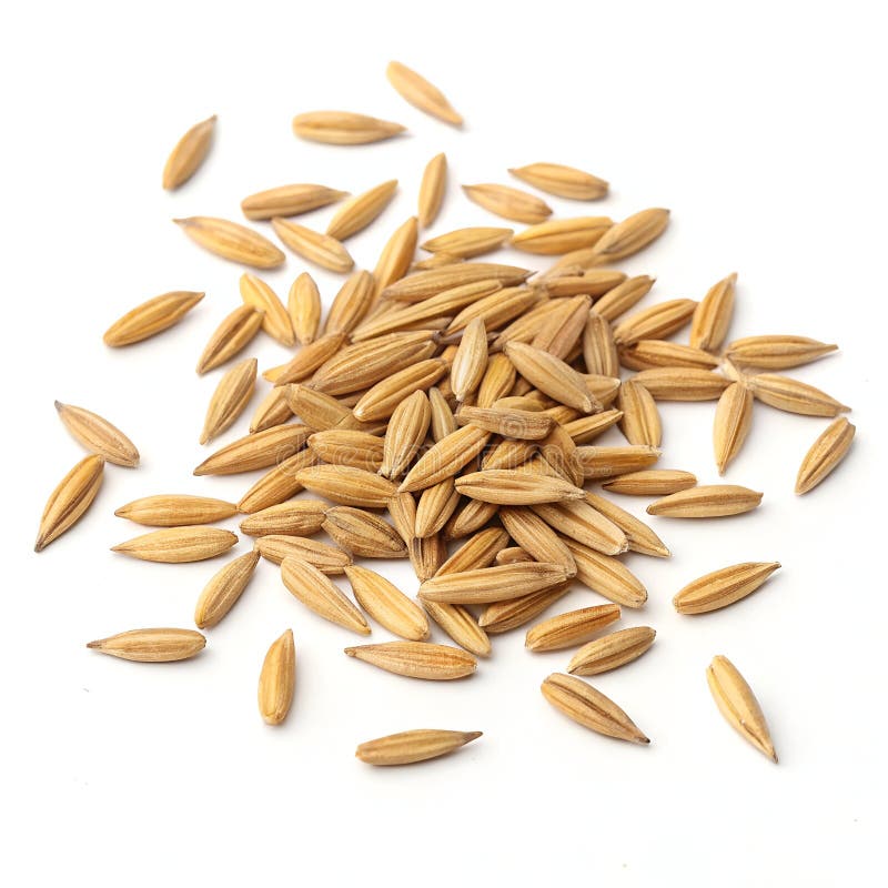 Paddy Rice Seed Isolated on White Background Stock Illustration ...