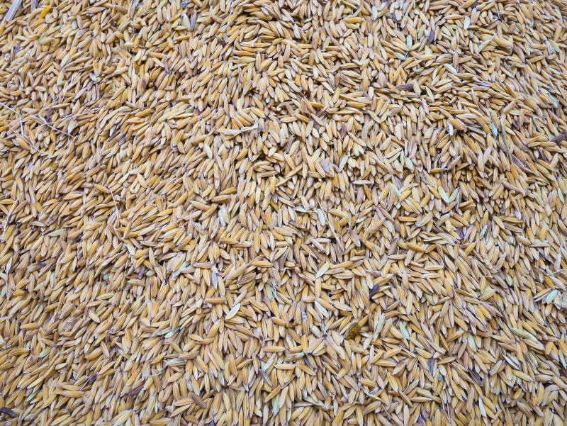 Paddy Rice Seed stock photo. Image of yellow, green, rice - 65064996