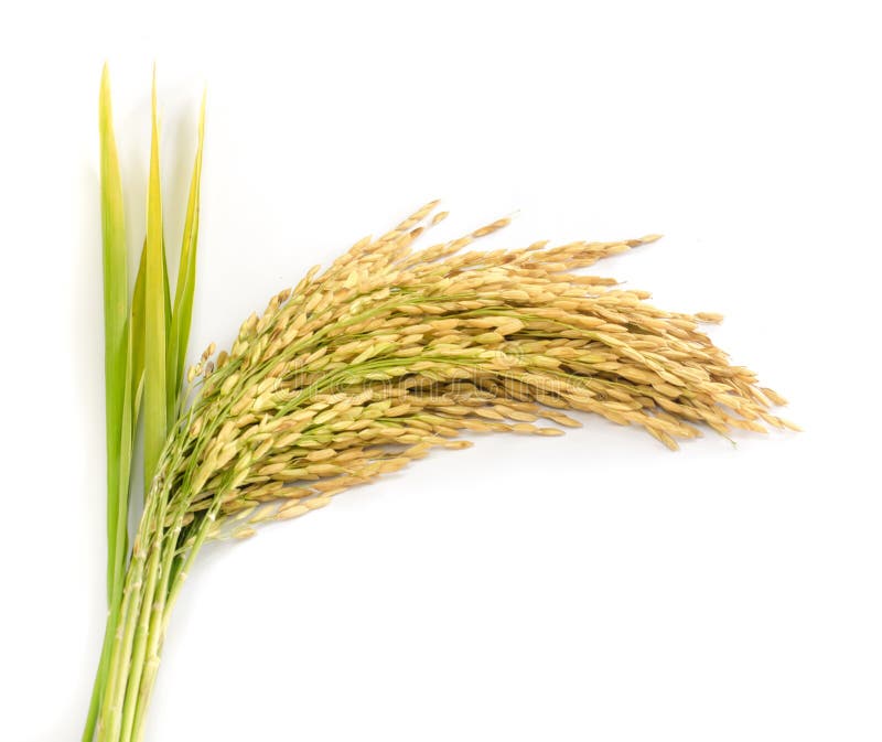 Rice Seed stock photo. Image of nutrition, full, food - 15424702