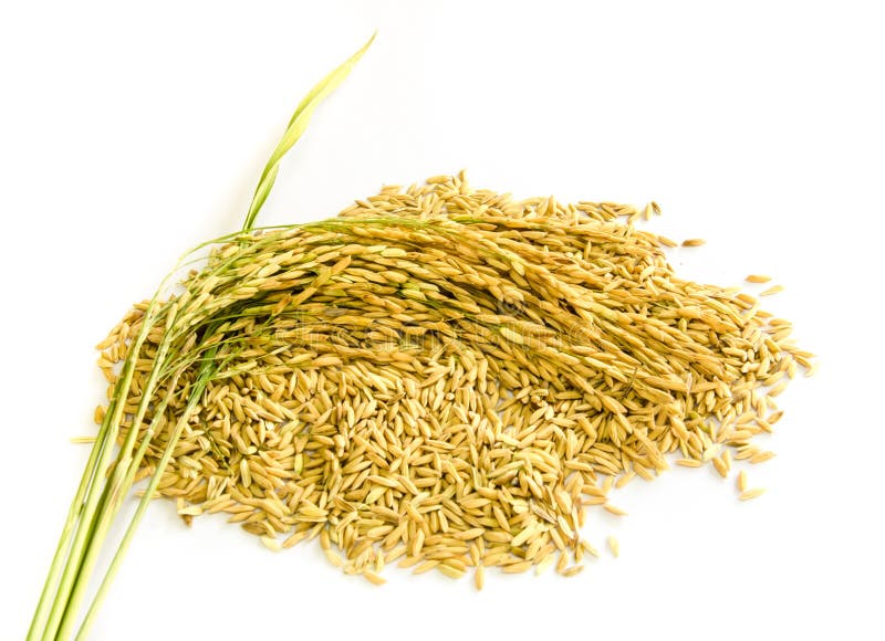 Paddy rice seed. stock photo. Image of agricultural, grow - 35218672