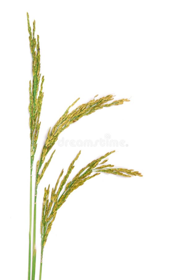 Paddy rice seed stock photo. Image of ingredient, asia - 61999310