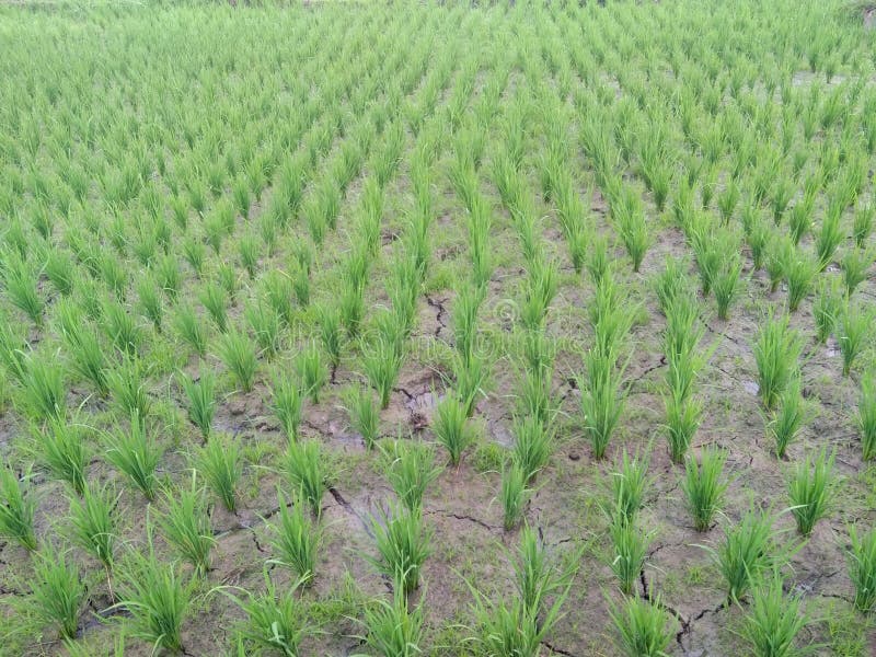 Paddy Rice Seedlings in Moist and Slightly Dry Soil Stock Photo - Image ...