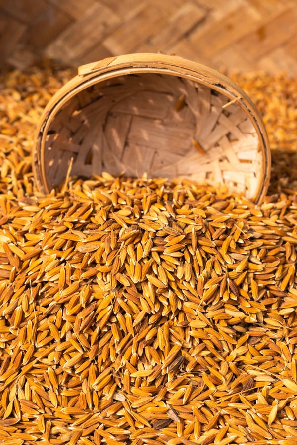 Paddy Rice Seeds in Bamboo Bowl from Top Angle at Day Stock Photo ...