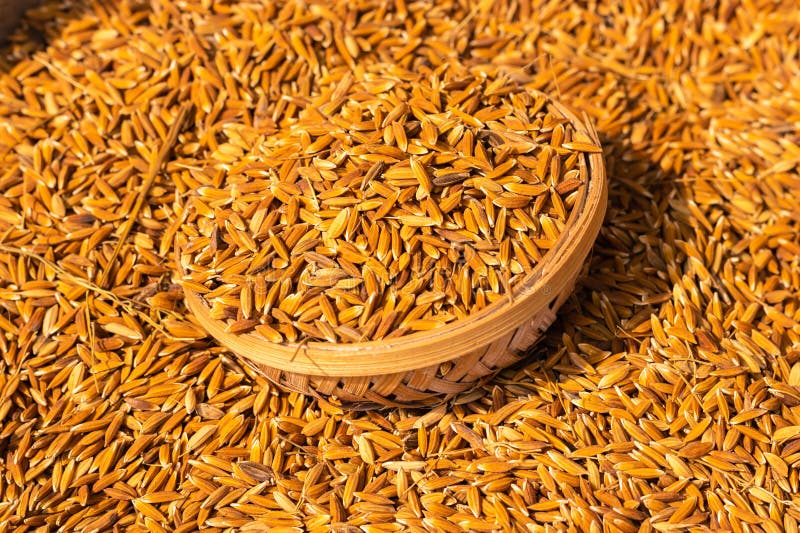 Paddy Rice Seeds in Bamboo Bowl from Top Angle at Day Stock Photo ...