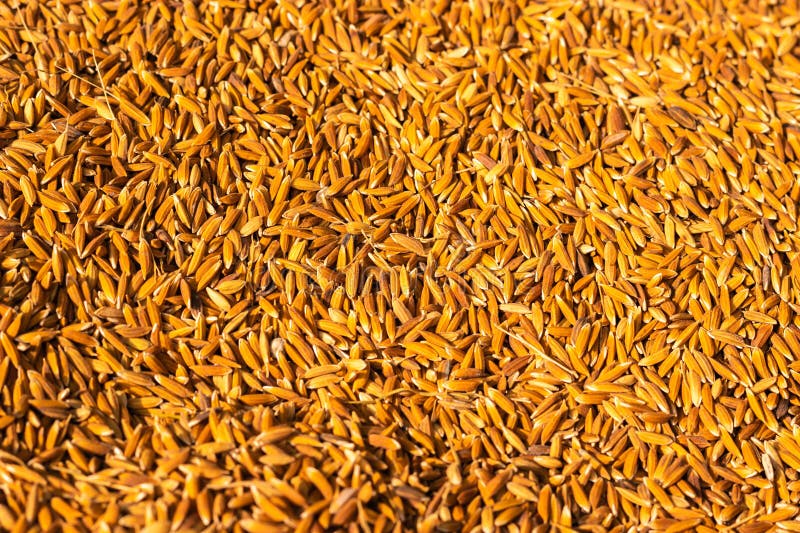 Paddy Rice Seeds from Top Angle at Day Stock Photo - Image of crop ...