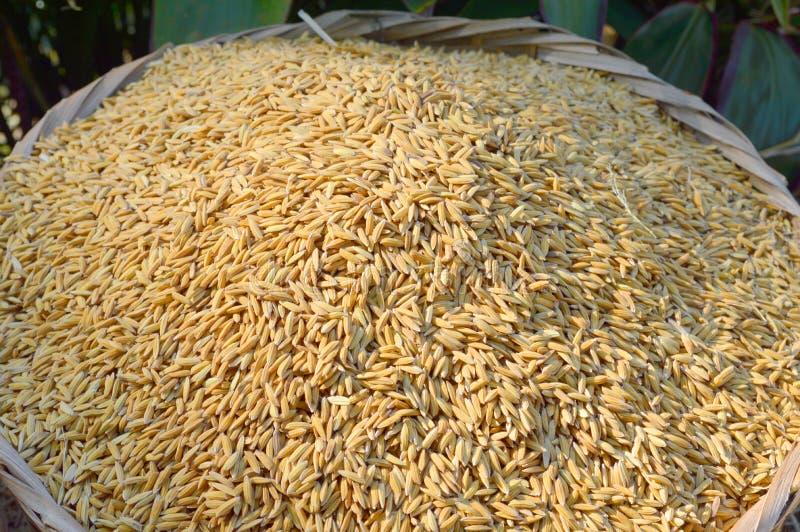 Paddy rice seeds stock photo. Image of thai, nutrient - 74746252