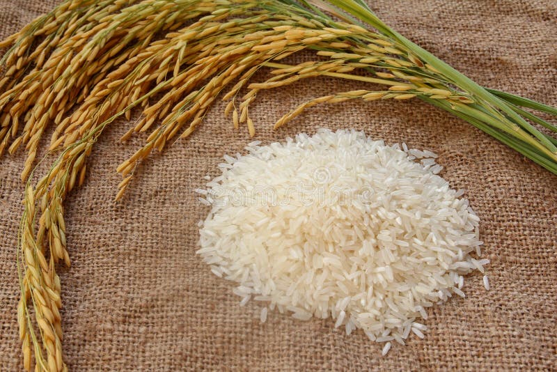 Paddy and rice Series 3 stock photo. Image of agriculture - 28419568