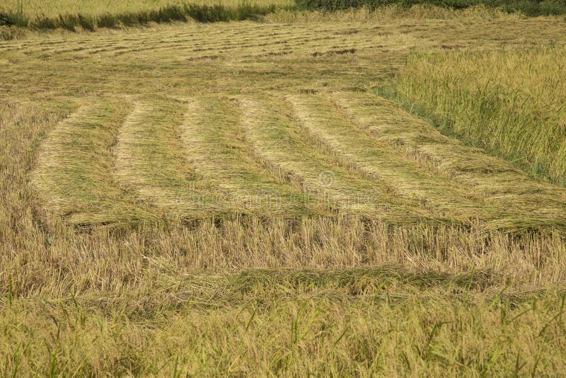 Paddy rice stock photo. Image of festival, meadow, growth - 59437932