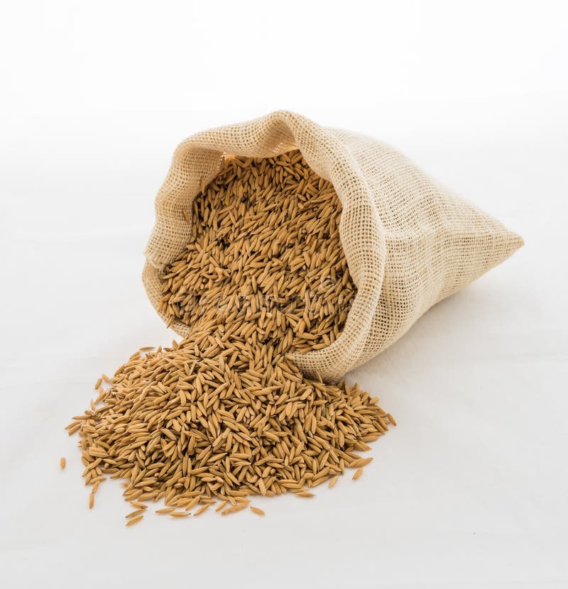 Paddy Rice in White Plate on White Background Stock Photo - Image of ...