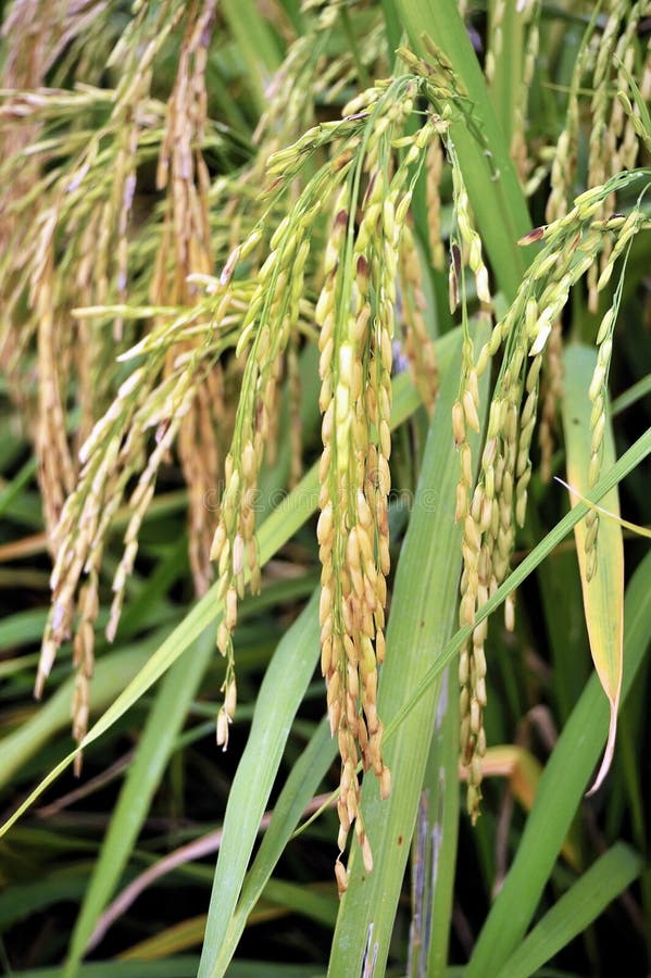 Paddy Rice Strains stock image. Image of nature, plants - 7559705