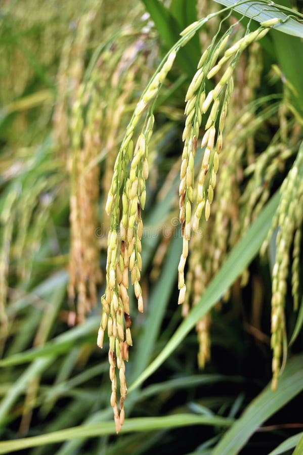 Paddy rice stock photo. Image of bali, economy, foliage - 4541568