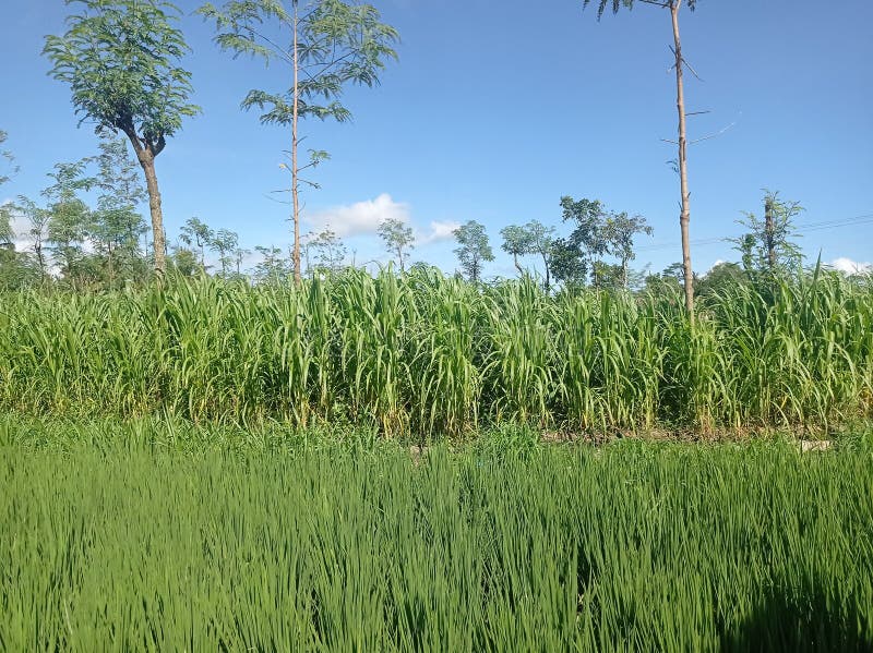 Paddy rice sugar stock photo. Image of sugar, rice, islan - 266075334