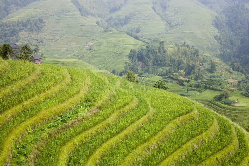 Paddy rice terraces stock image. Image of outdoors, cropland - 17998731