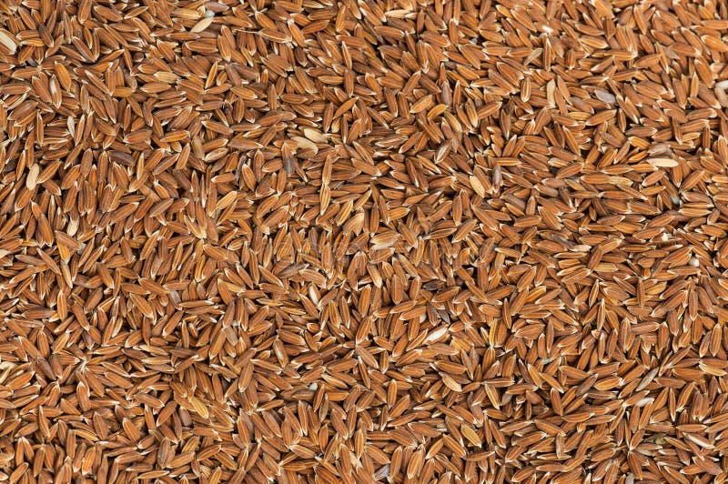 Paddy rice texture stock image. Image of drying, rice - 29424359