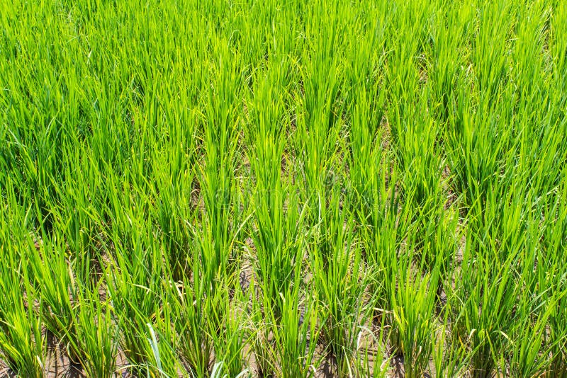 Paddy rice texture stock photo. Image of culture, plantation - 49359624