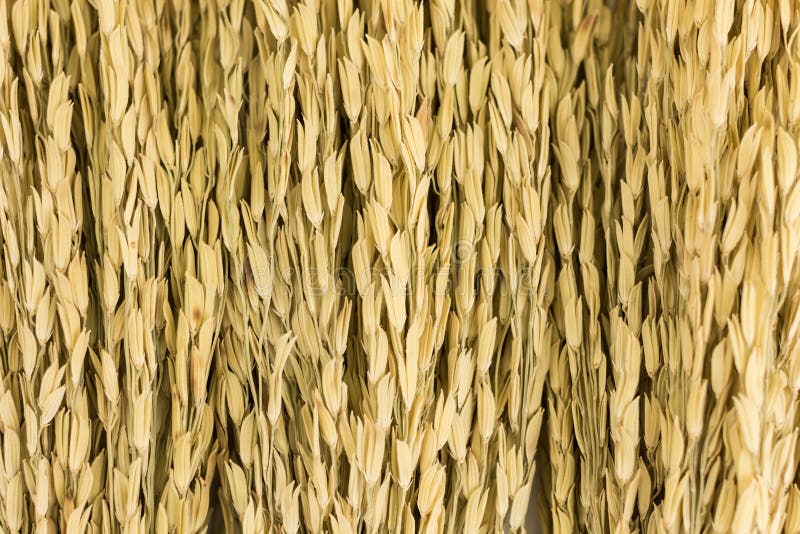 13,362 Paddy Texture Stock Photos - Free & Royalty-Free Stock Photos ...