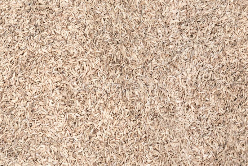 Asia Paddy Field Series 7 stock photo. Image of foreground - 9397918