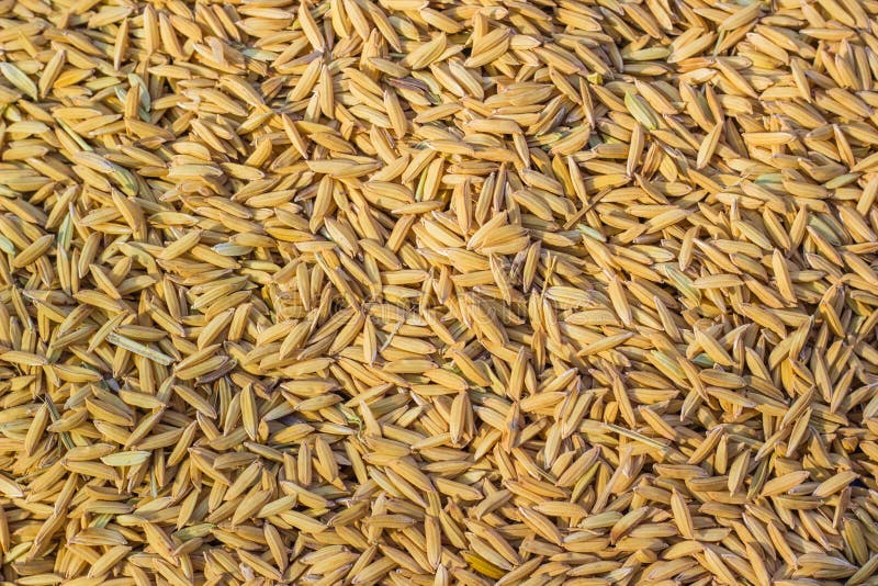 Paddy rice field stock photo. Image of crop, nature, abundance - 49326656