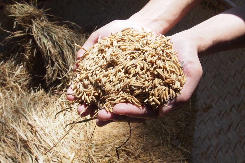 Paddy rice texture stock image. Image of agriculture - 48123775
