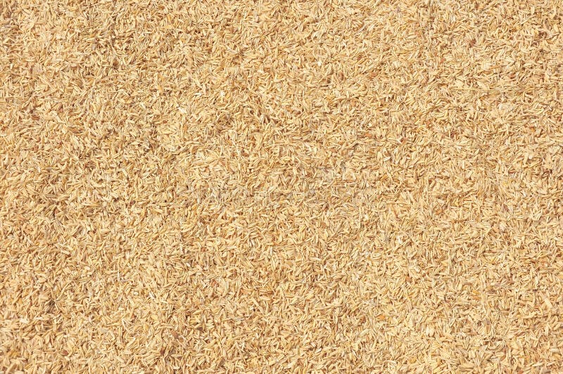 Paddy rice texture stock image. Image of texture, farm - 56562615