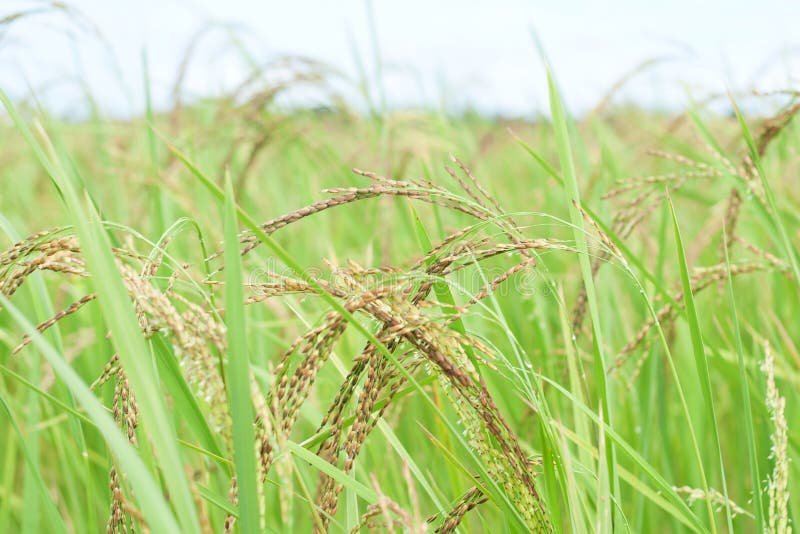 Paddy Rice, Thailand stock image. Image of garden, farming - 31747391